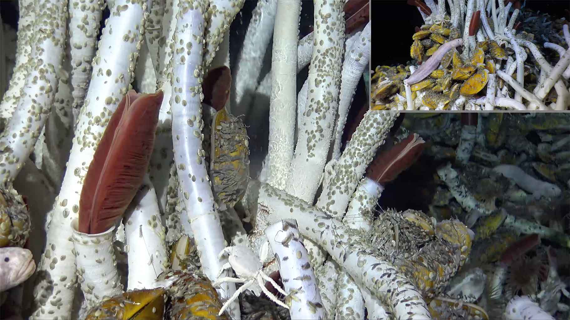 Ocean News & Technology: Deep-sea exploration and photography develop ...