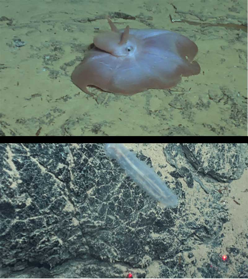 Seeking an abundance of abyssal life